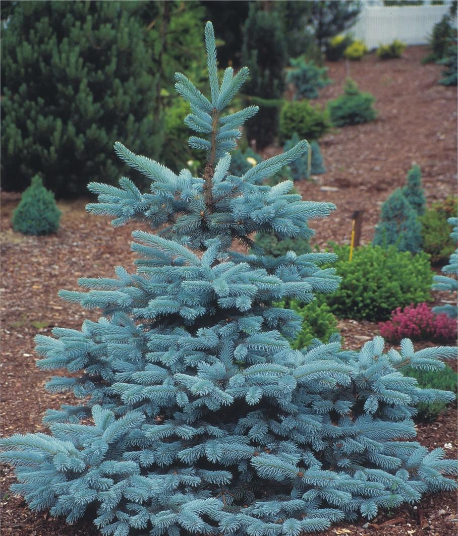 Świerk kłujący - opis, zdjęcia, info