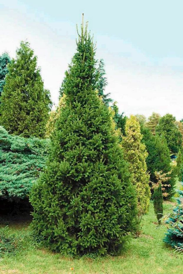 Świerk pospolity - opis, zdjęcia, info