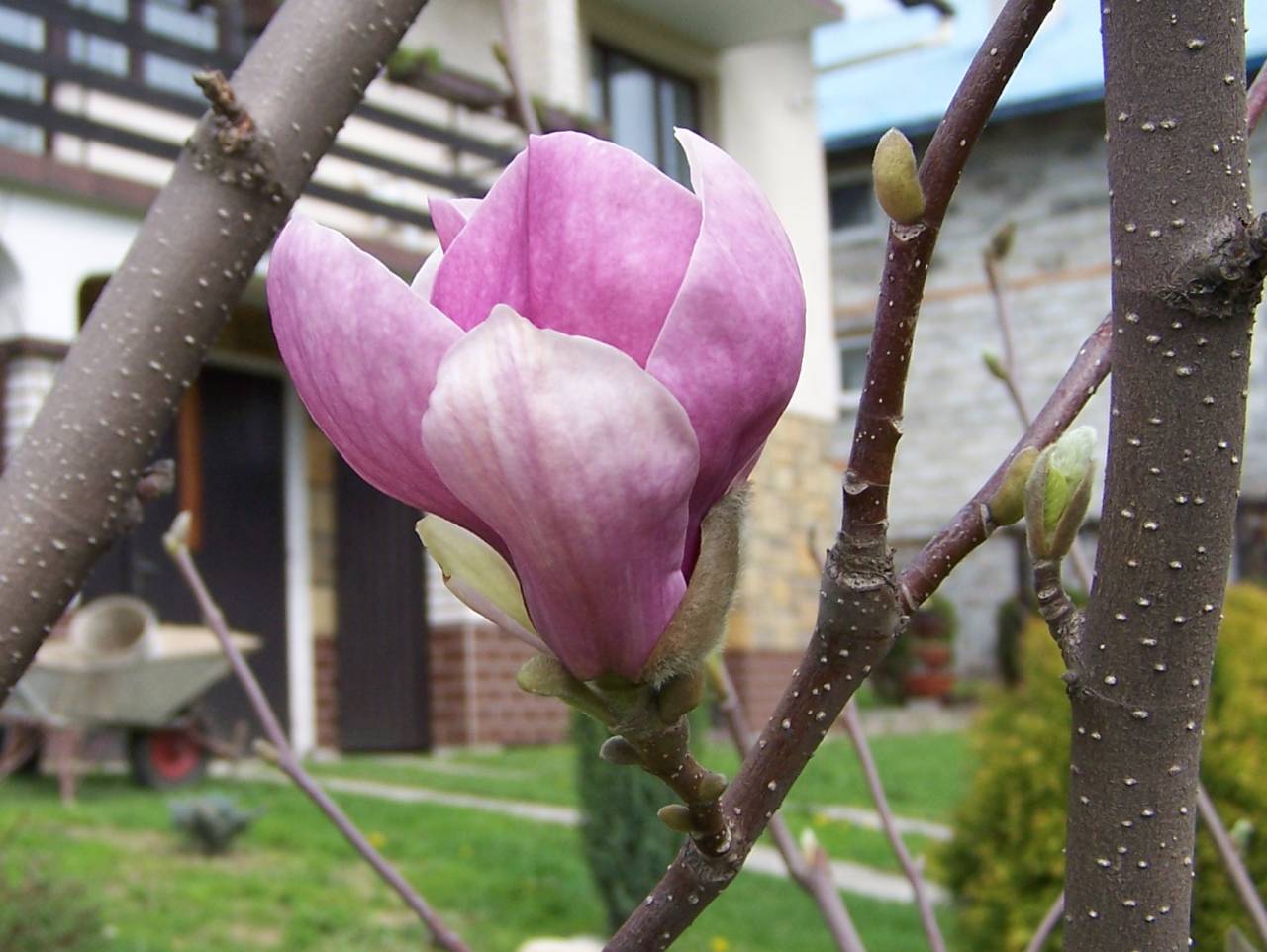 Magnolia pośrednia - opis, zdjęcia, info